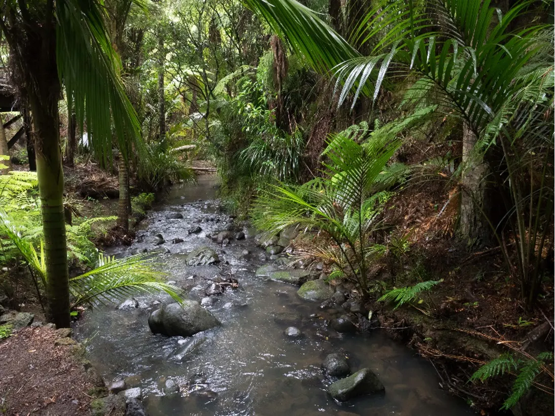 From gorse to ngahere: an emerging allegory for decolonising the New ...